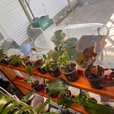 Mystery Plant Box - Etsy