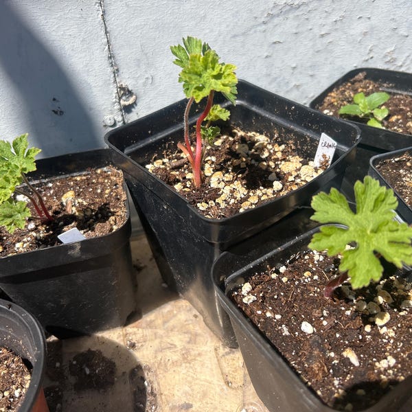 Geranium Tuberosum Bulb - - Etsy