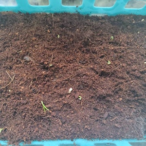 Aji Limo Seeds 25 Ea Organic Peru - Etsy