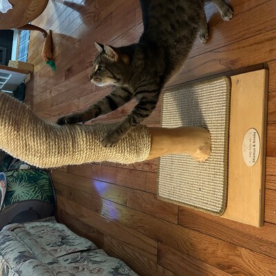 Hardwood Sisal Custom Cat Scratching Post Warm Catpuccino Tan Base - Etsy