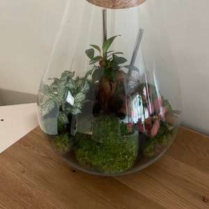 Plant Terrarium Kit Palm 3 Terrarium Plants Closed - Etsy