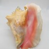 Bahamian Queen Conch Shell I Pink Conch Shell SLIT BACK I Large ...