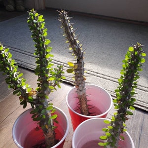 False Ocotillo 2 Plants, Fully Rooted, Procera, Drought Resistant ...