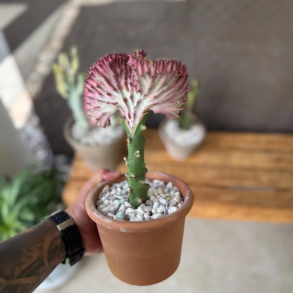 Cobweb Hens and Chicks | Sempervivum Arachnoideum | Live Succulent ...