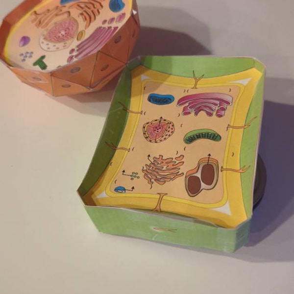 DIY 3D Paper Cells Models, 3D Paper Animal Cell, Paper Plant Cell ...