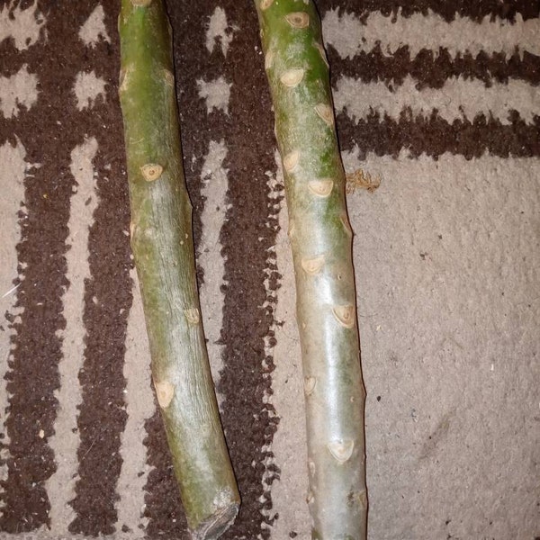 Mexican Feather Grass - Delicate, Wispy Ornamental Grass - 8 Inch ...