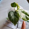 Philodendron Brandtianum Aff wild Form - Etsy