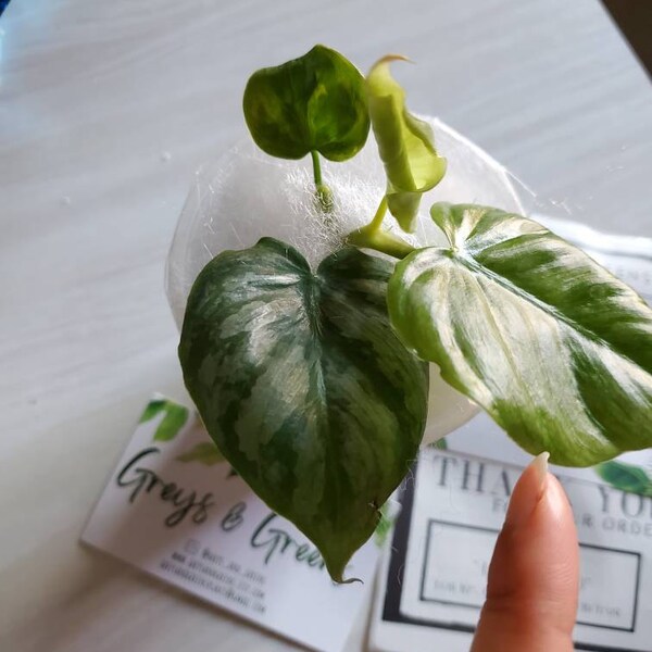 Philodendron Brandtianum Aff (wild Form) - Etsy