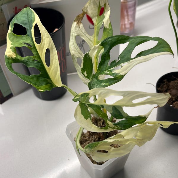 Scindapsus Jade Satin Mint Variegated Plant - Growers Choice - Etsy