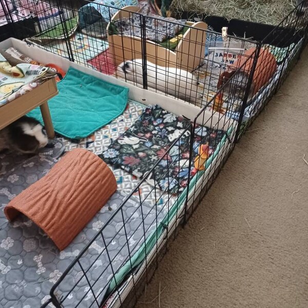 Guinea Pig Tunnel - Guinea Pig Accessories Colorful Guinea Pig Play ...