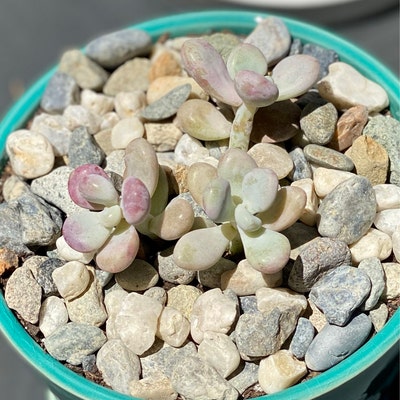 Rare Pink Moonstone Succulents, Pink Pebble Rosette Plants, Pachyphytum ...