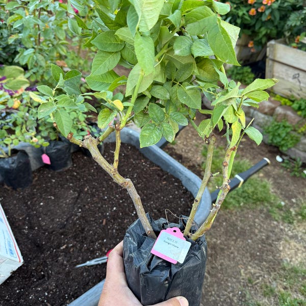 Chinese Julie. Climbing Rose Hanxian 涵仙，cut Rose. Highly Recommended ...