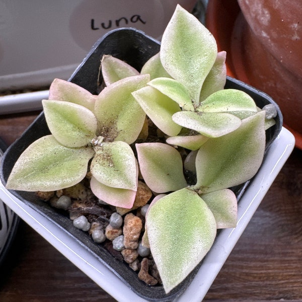 Variegated Baby Sun Rose, Ice Plant, Pink Succulent, Rare Plant in 2 ...