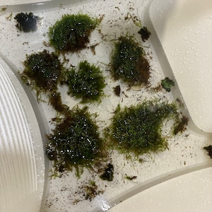 Assorted Live Moss Fairy Garden Moss Terrarium Plants - Etsy