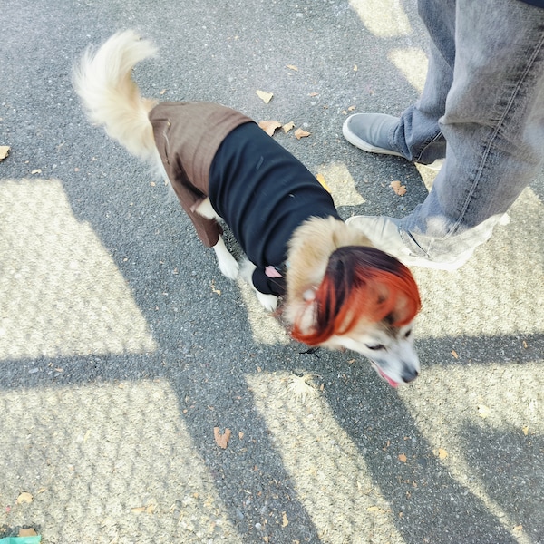 Brown Denim Pants for Him | Denim Dog Bottoms | Brown Dog Pants ...
