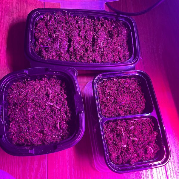 Purple Peach Carolina Reaper Rare Pepper Seeds Premium Packet - Etsy