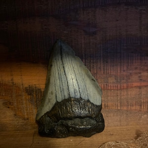 Insects in Copal Quaternary Period up to 2.5 Million Years | Etsy