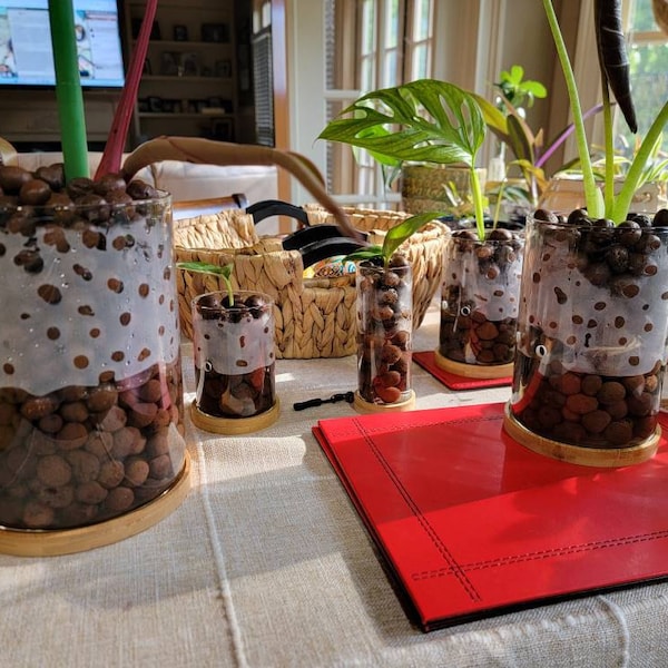 Glass Planter | Hydro Friendly Leca Planter | Self-watering Planter for ...