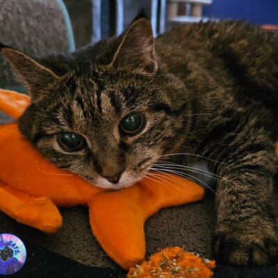 Siamese Catnip Toy, Tuxedo Cat Catnip Toy, Panther Catnip, Butterscotch Catnip Toy, Jungle Cats ...