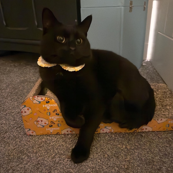 Cat Collar, Shirt Cat Collar, Checked Cat Collar, Unique Cat Collar ...