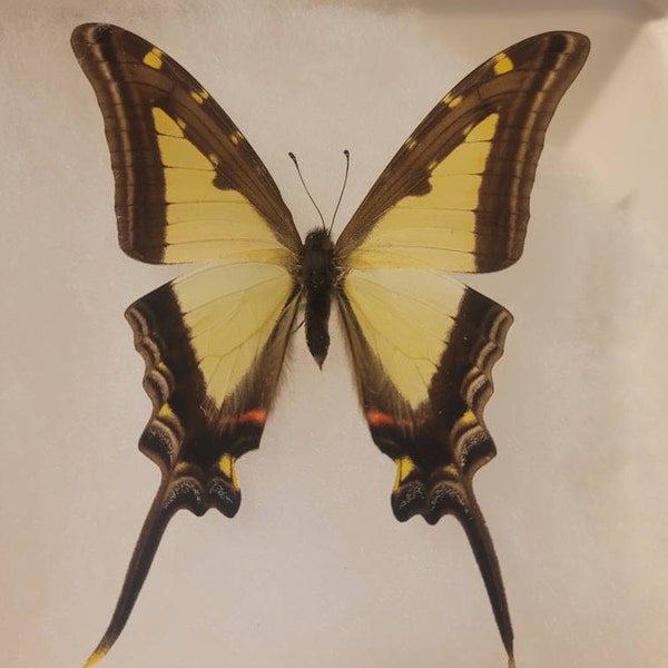 Real Triangular Kite Swallowtail Butterfly, Eurytides Leucaspis Spread ...