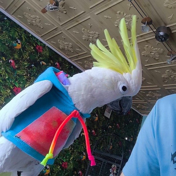 Jean Bird Diaper Parrot Flight Suit +2meters Leash Cockatiel Lovebird ...