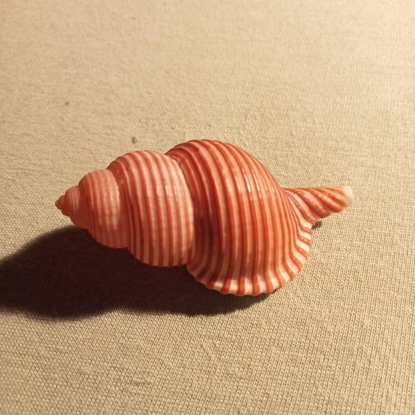 Seashell Spondylus Imperialis | Spondylidae | Imperial Thorny Oyster ...