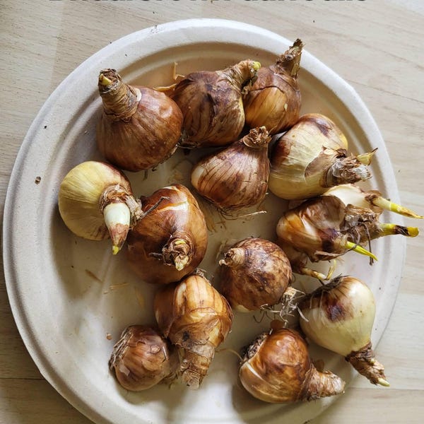 Votaniki Allium Moly Bulbs - Long Lasting Blooms, Allium Moly (lily ...