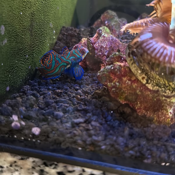 NEW* Aquarium Copepod Hotel Clam Shell Design - Etsy