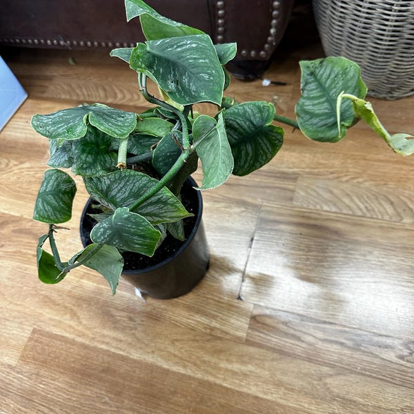 Tradescantia Bubblegum Nanouk Plant - 4 Inch Pot - Optional Decorative ...