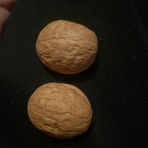 Natural Walnut Shells for Boxes, Empty Shell Halves in Pairs, Unique ...