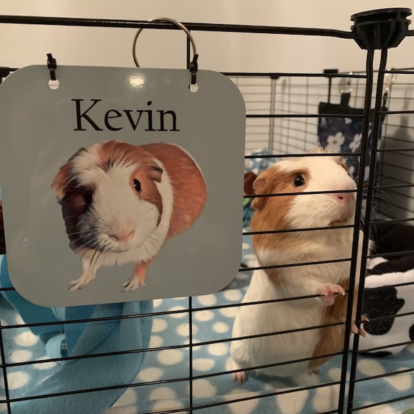 Guinea Pig Name Tag, Guinea Pig Accessories, Pet Tag, Guinea Pig ...