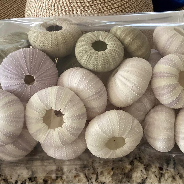 CARDIUM PESODOLIMA Sea Shell Trinket Box - Etsy