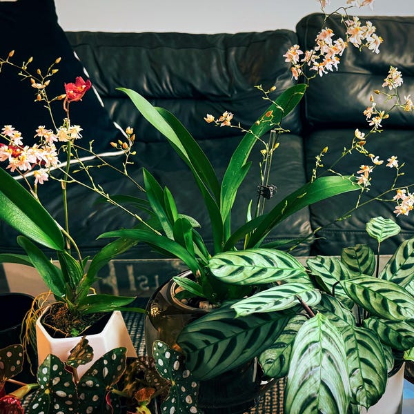 Rlc. Sung Ya Green 'mailman' 2.5 Pot - Etsy