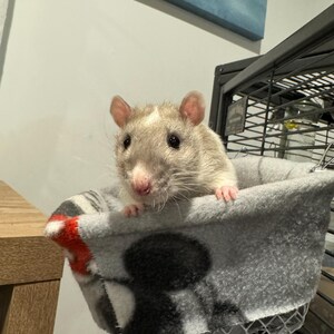 Rat Fall Breaker, Rat Fall Safe, Rat Cage Hammock, Rat Cage, fall ...