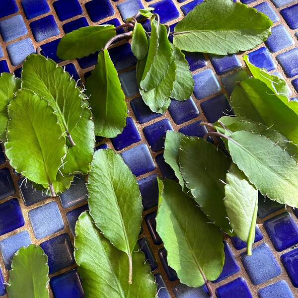 Stunning Orisha Olosa Tools (ananagu Olokun Olosa Iroko Dada Ocha Ifa ...