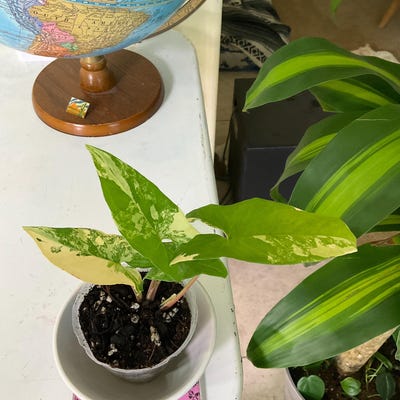 Epipremnum Aureum japanese Global Pothos Fully Rooted Extremely Rare ...