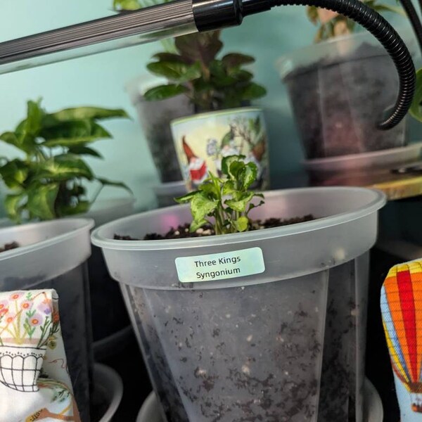 Syngonium Three Kings Starter Plant ALL STARTER PLANTS Require You to ...