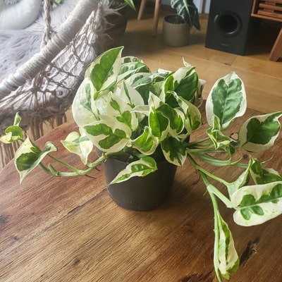 85 100cm Monstera Deliciosa Taurii XL Swiss Cheese Plant 27cm Pot House ...