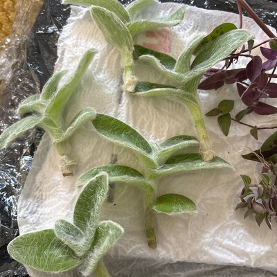 1x Rare Cutting Sillamontana Variegata Tradescantia - Etsy UK