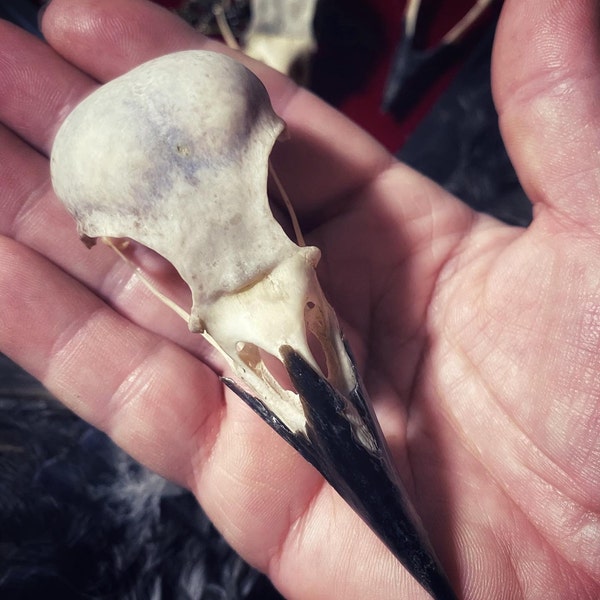 Crow Skull Real Natural Rook Skull Raven Corvid Taxidermy Gothic Curo ...