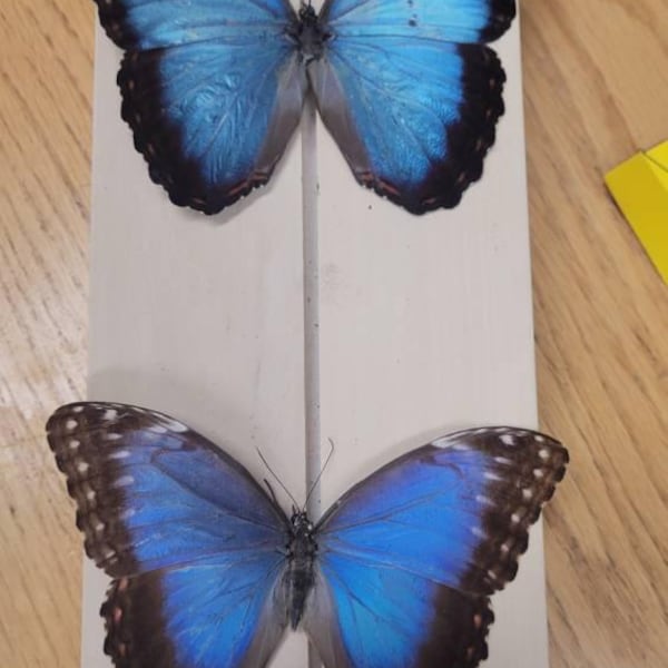 3 Greta Oto (glasswing Butterfly ) A1. Wing Span 40-45mm. Sent Papered ...