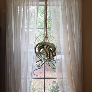 Air Plant Hanger Hanging Air Plant Holder Airplants Display - Etsy