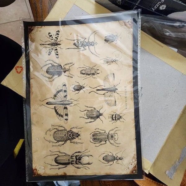 Victorian Entomology Illustration - Hand Aged Art Print A4 Size. - Etsy