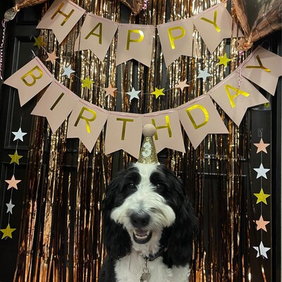 Pet Party Hat Dog Birthday Party Hat Dog Party Hat Dog Birthday Hat Cat ...