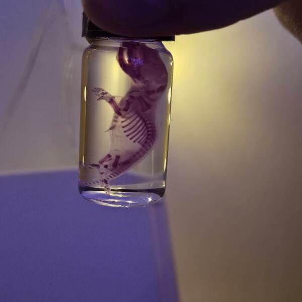 Diaphonized Fetal Mouse in 1.5” Jar Mice - Etsy