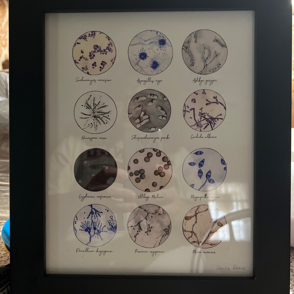 Fungi Collection, Science, Science Art, Mycology, Microbiology, Biology ...
