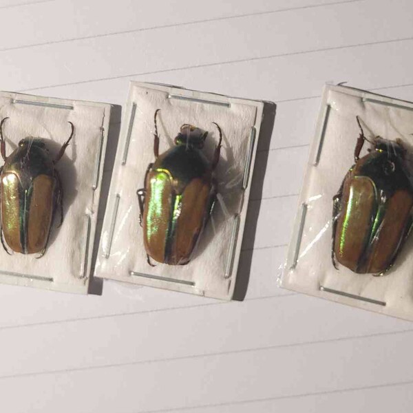 Pack of 2 Flower Beetles Lomaptera Lucidula , for All Your Taxidermy ...