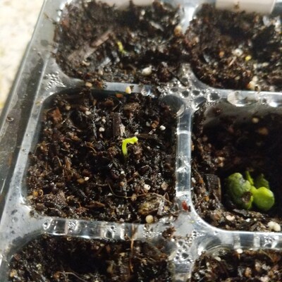 Curry Leaf Plant Seeds 10 Grown in USA Freshly Harvested Murraya ...