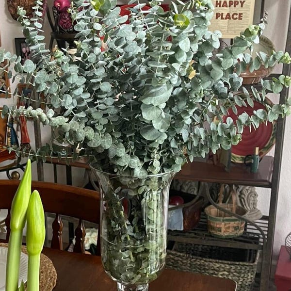 Fresh Eucalyptus Shower Bundle, Eucalyptus Shower Bundle, Indoor ...